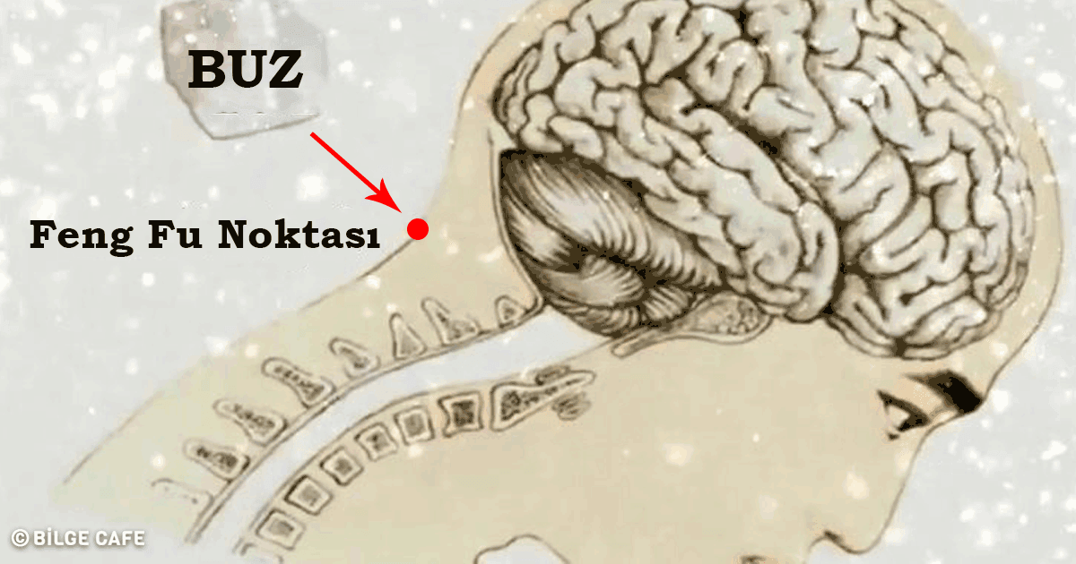 Feng Fu Noktası Nedir? - Bilgecafe