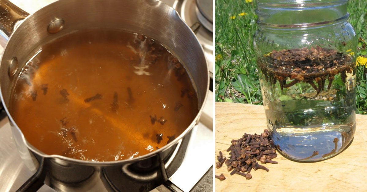 Sucul de cuișoare – un panaceu, anticii l-au folosit ca tratament ...